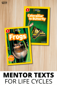 10 Terrific Butterfly Life Cycles, Chick Life Cycles, And Frog Life ...